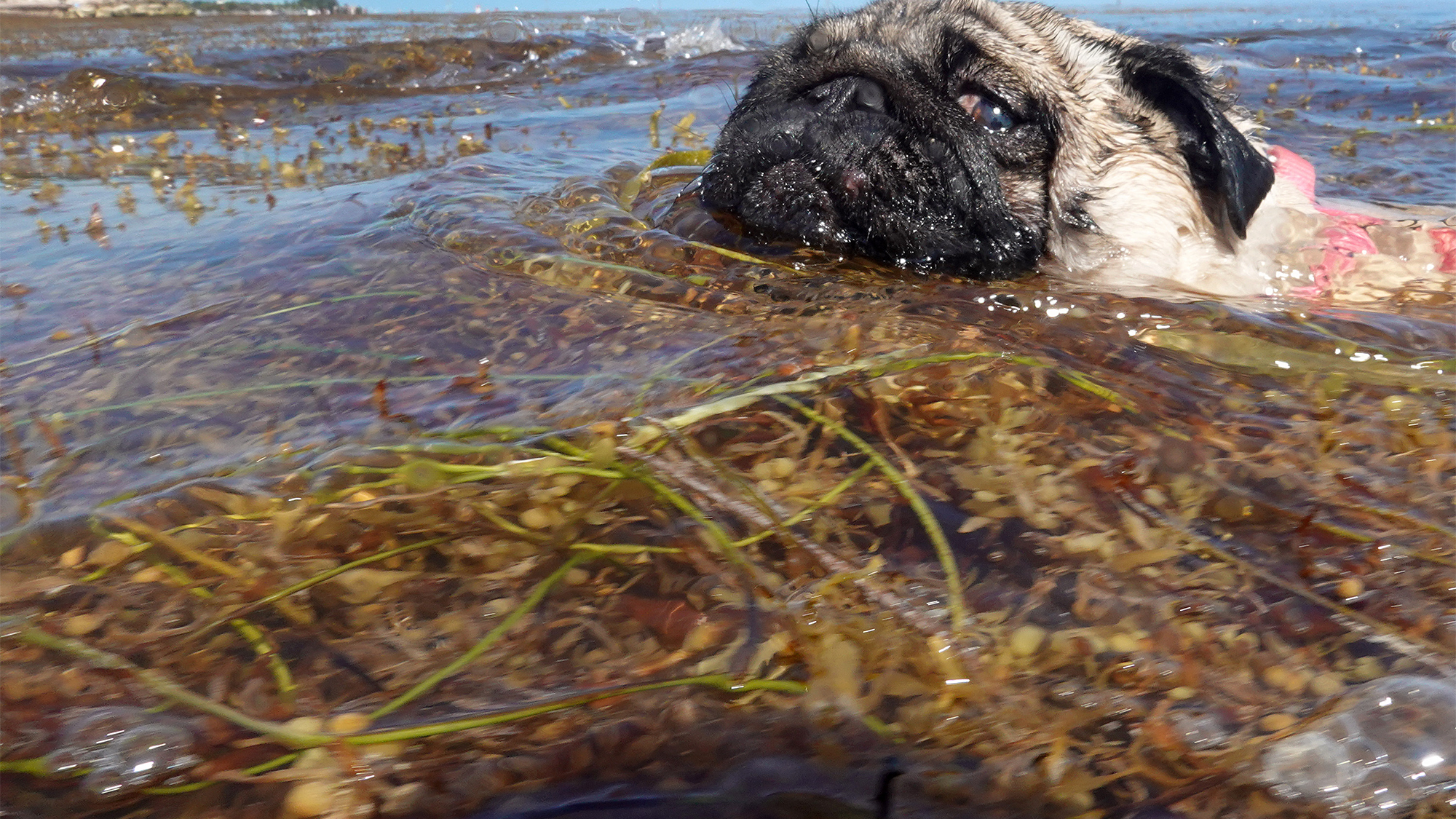7 wild photos. 40 years of data. 1 smelly seaweed story. - Group Biomass Common Initiative Group ...